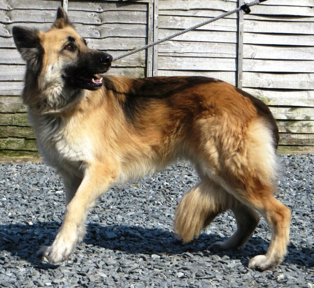 Zack - German Shepherd Rescue Elite Zack - German Shepherd Rescue Elite